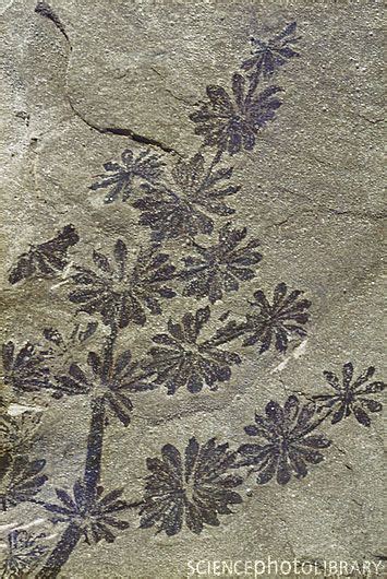 Massive Prehistoric Permian Seed Fern Plant Fossil From Before The Dinosaurs Plx002 Artofit