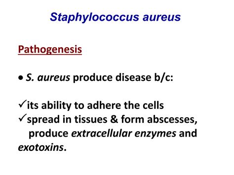 Staphylococcus And Streptococcus Pptx