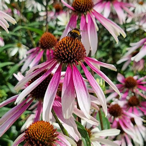 Echinacea Pretty Parasols White Flower Farm