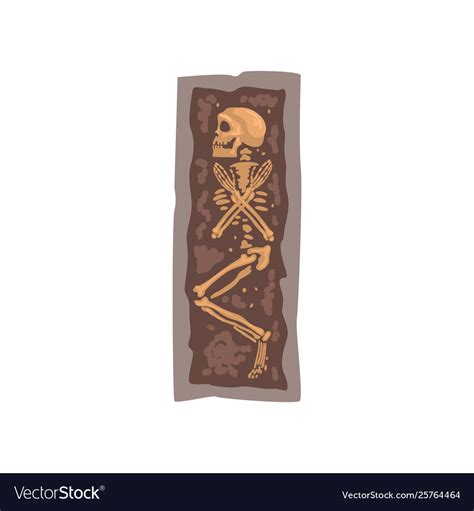 Human Body Skeleton Bones In Coffin Royalty Free Vector