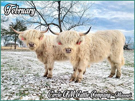 Heartland Highland Cattle Association 2025 Hhca Calendar