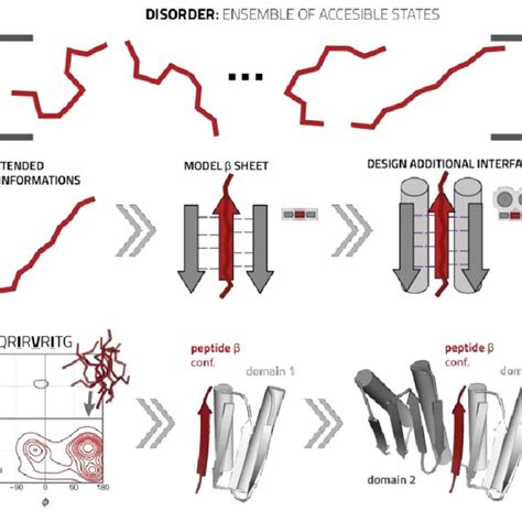 Design Approach For Binding Disordered Protein Fragments A