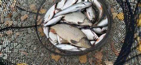 Звіт з риболовлі Слобідка-малиновецька - Rivnefish