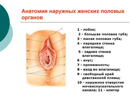 Организация акушерской помощи Клиническая анатомия и физиология