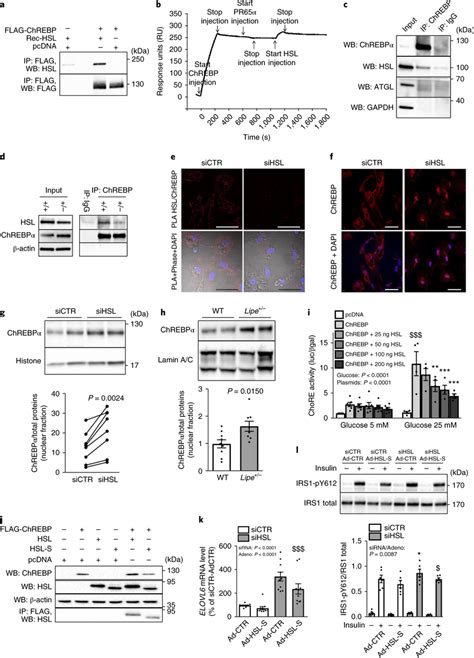 Hsl Inhibits Chrebp Activity Through Protein Protein Interaction A