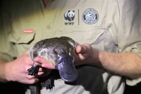 Where Are Platypus Found In Australia