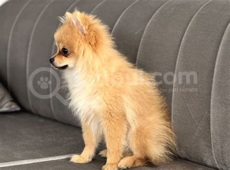 Pomeranian Boo Sivas