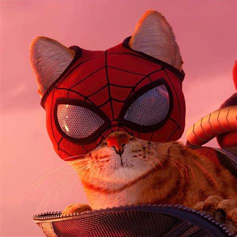 Spider Man Cat Pfp