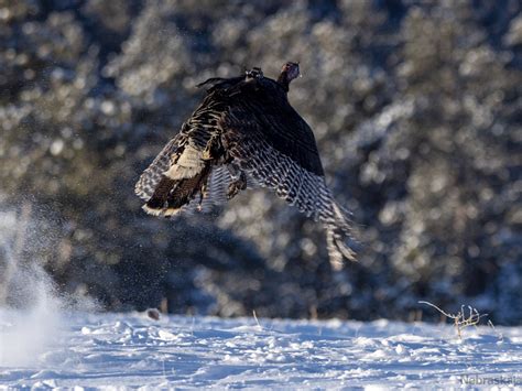 Wild Turkey Ecology In Western Nebraska Applied Wildlife Ecology And Spatial Movement Lab Nebraska