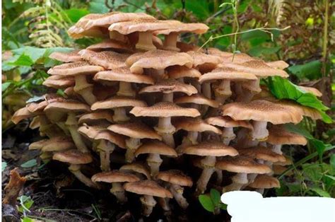 幾種雲南野生菌菇全認識的我服你全吃過的已經躺在盒子裡 每日頭條