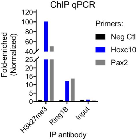 Polycomb Repressive Complexes Are Functional In Oe Cells Chip Assays Download Scientific