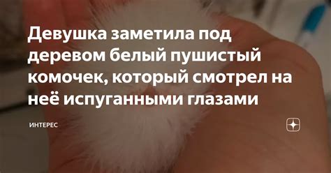 Девушка заметила под деревом белый пушистый комочек который смотрел на