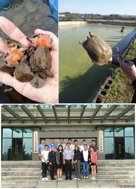 珠江所中华鳖珠水1号水产新品种通过国家审定 中国水产科学研究院