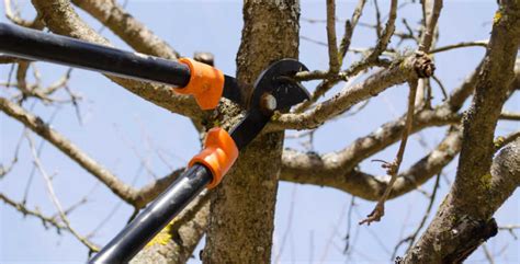 Tree Pruning Tips Techniques You Should Know About Decor Or Design