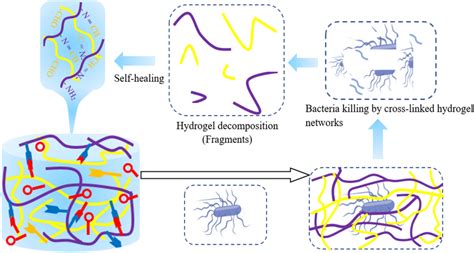 Illustration Of Antimicrobial Hydrogel Networks Capable Of Quick And