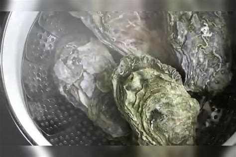 鲨鱼卵里面是什么样子呢日本小哥一刀切开还吃了一口 样子 日本 鲨鱼