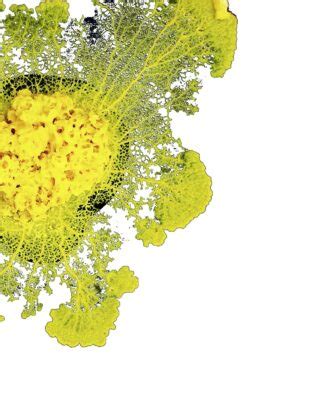 Le Blob la créature qui affole les biologistes