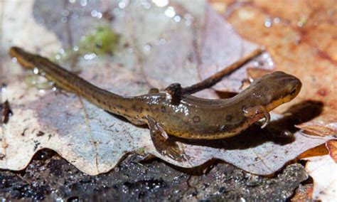 Eastern Newt