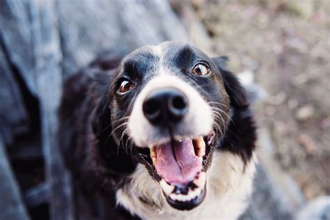 Dog Losing Hair Around Eyes Vet Advice