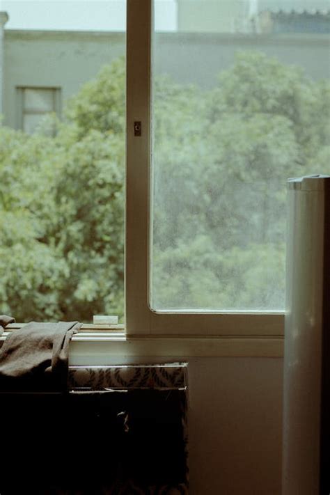 Tree Window View Photos Download The Best Free Tree Window View Stock