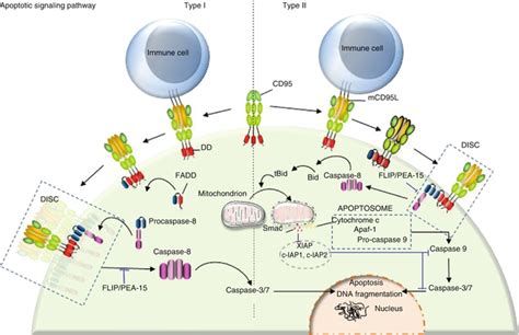 The Cd95cd95l Signaling Pathway A Role In Carcinogenesis Oncohema Key