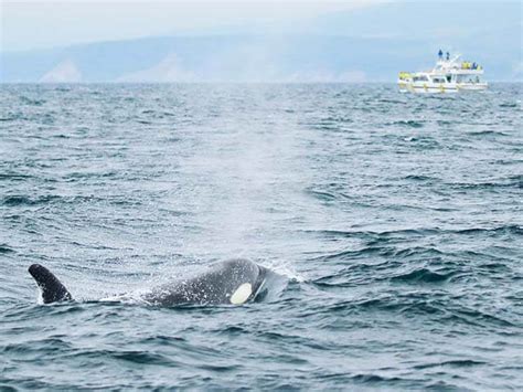 北海道で野生のシャチをウォッチング！海洋界最強の捕食者に迫る 北海道そらマガジン