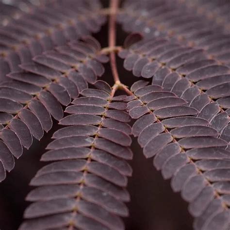 Buy Chuxay Garden 5 Seeds Albizia Julibrissin Seed Summer Chocolate