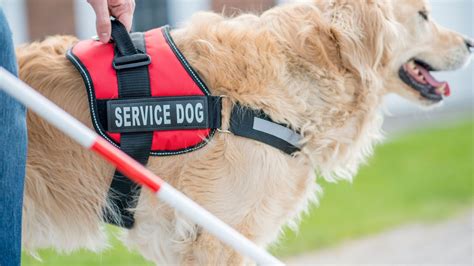 8 Types Of Assistance Dogs And The Amazing Work They Do