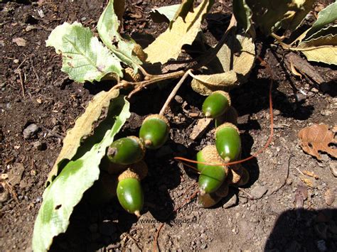 European Treeguide Bomengids Nl Featuring Rimpelblad Eik Netleaf Oak