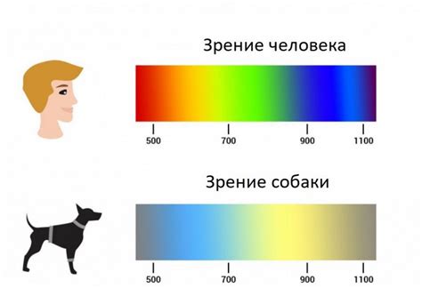 Действительно ли собаки не различают цвета