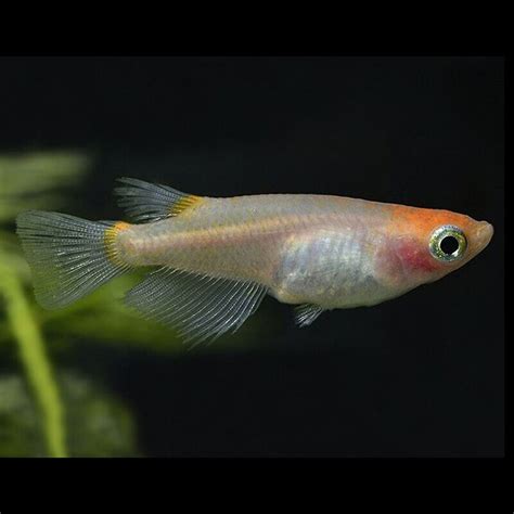 Black Sparkled Medaka Ricefish Oryzias Latipes