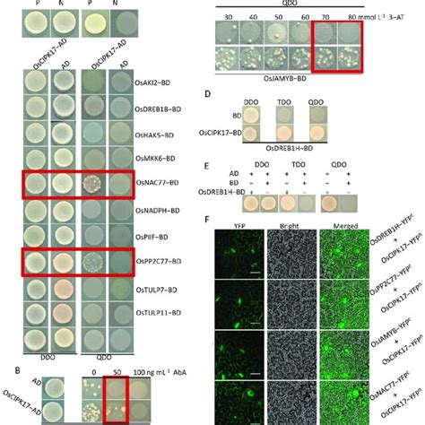 Mo Xian Chen Research Associate Phd The Chinese University Of
