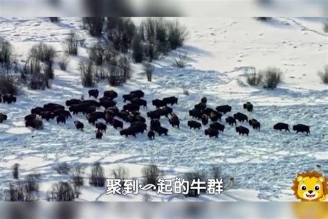 北美狼族，面对二十多匹的狼群，野牛恐慌逃跑，小牛被狼咬住狼群野牛小牛