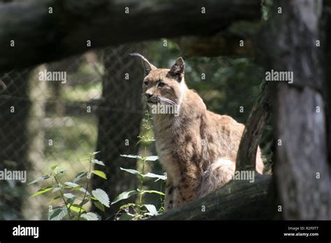 Lynx 3 hi-res stock photography and images - Alamy