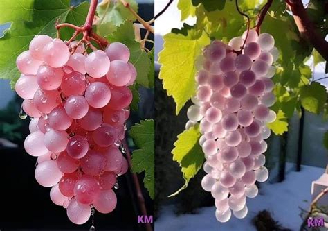 კოშუ იაპონური ყურძნის ჯიში ფოტოები თქვენთვის