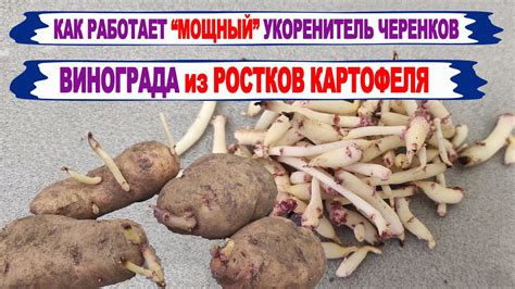 🍇 Как работает МОЩНОЕ и НАТУРАЛЬНОЕ ЗЕЛЬЕ из РОСТКОВ КАРТОФЕЛЯ при ...