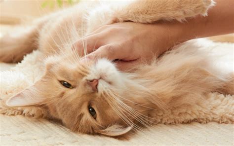 猫にもふりたい様専用ページ Br