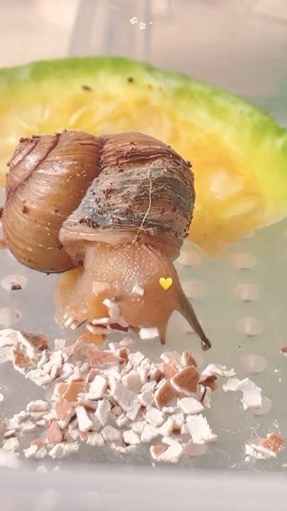 난각가루 주는 법ㅣ계란 달걀 껍데기 난막 제거해서 갈아주기 곱게 Youtube