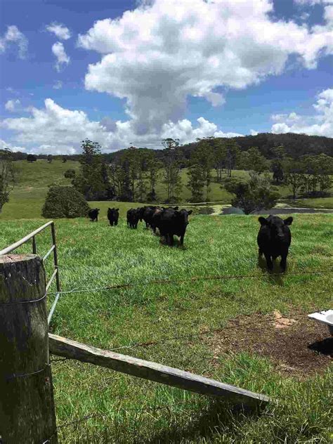 Why We Made The Switch To Grass Fed Beef Maleny Black Angus Beef