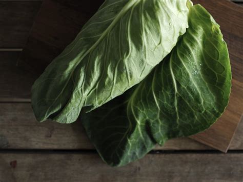 Using Cabbage Leaves For Weaning Mastitis Engorgement More