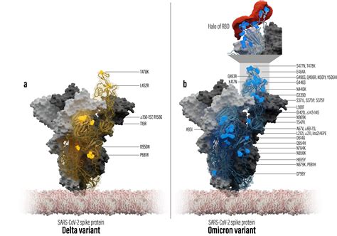 Evaluating Sars Cov 2 Binding Affinities Using Yasara Simulations On Aws Aws For Industries