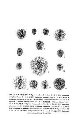 小沙拐枣图册 360百科