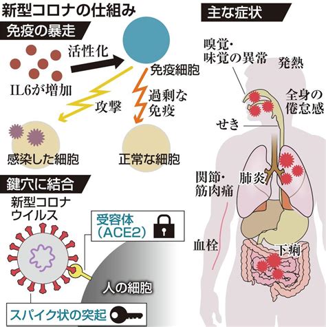 免疫暴走で肺炎重篤化か 新型コロナ全身臓器に侵入 研究で判明 産経ニュース