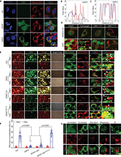 The Tumorigenic Effect Of LncRNA AFAP1AS1 Is Mediated By Translated