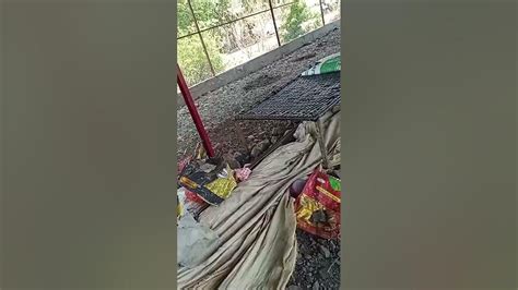 कमी खर्चात व जागेत शेवगा लागवड करून घेतात लाखोंचे उत्पादन🧐नक्की बघा