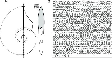 Ammonoid Morphology And Dataset A Morphology Of An Ammonoid As An Download Scientific