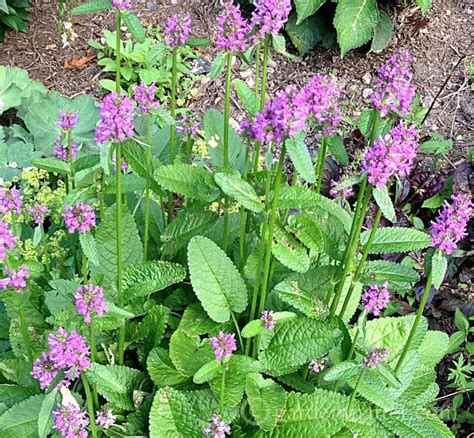 Fun Sun Perennial Flowers Easy To Grow Hearth And Vine Plants Sun