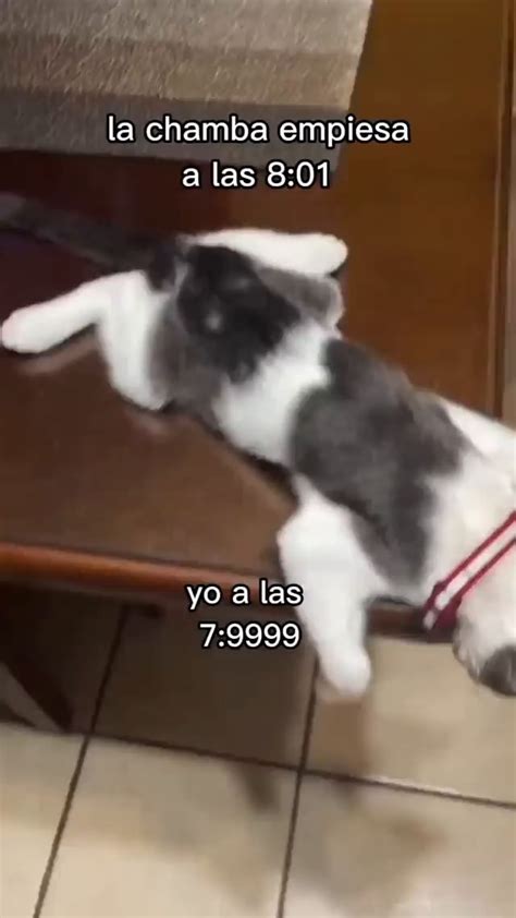 Mr Graso On Twitter Es Hora D D D D De La Chamba Al Que Madruga Dios
