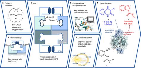 Engineering And Evolving An HAMase Based On Dual Gold Activation Of