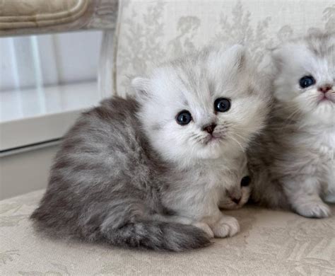 Munchkin Plush Silver Tabby Female Female Munchkin Kitten For Sale In